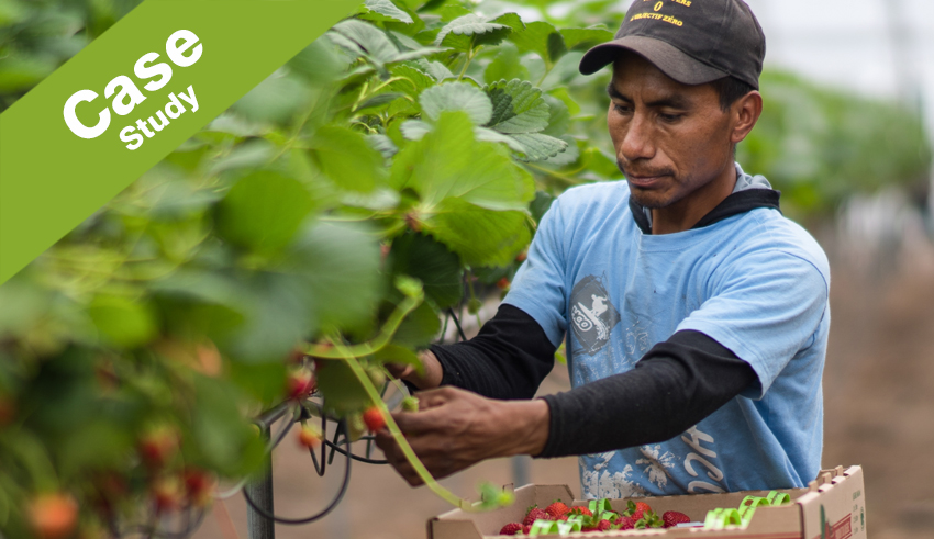 Strawberry Production Reinvented - Berger - EN
