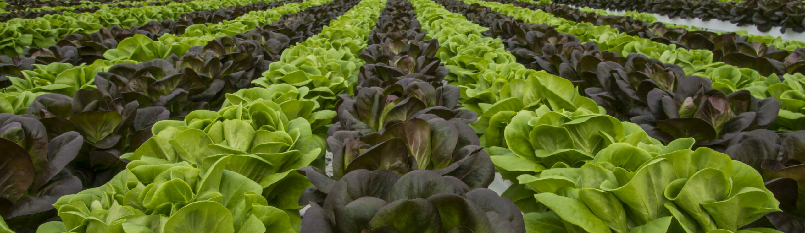 Adapting growing media to Leafy Greens Production - Berger - EN