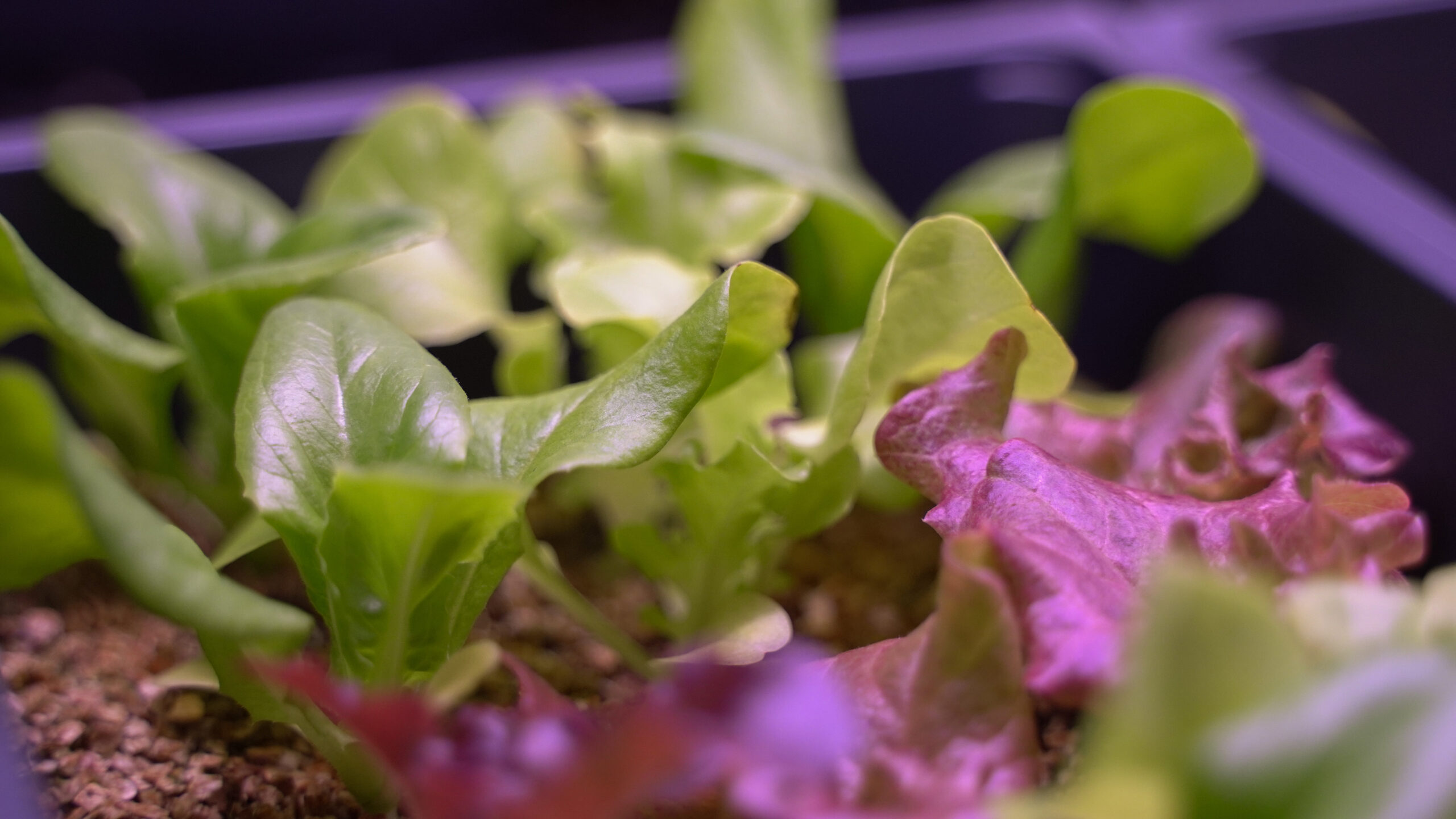 Webinar: The role of high-quality media in leafy green production ...