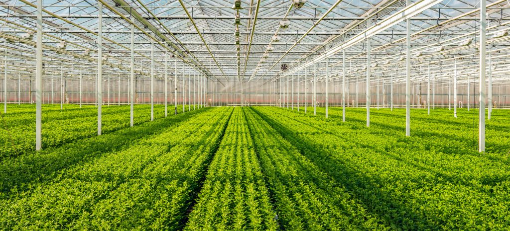 ¿Por qué cultivar en invernadero? Ventajas y desventajas | Berger - ES