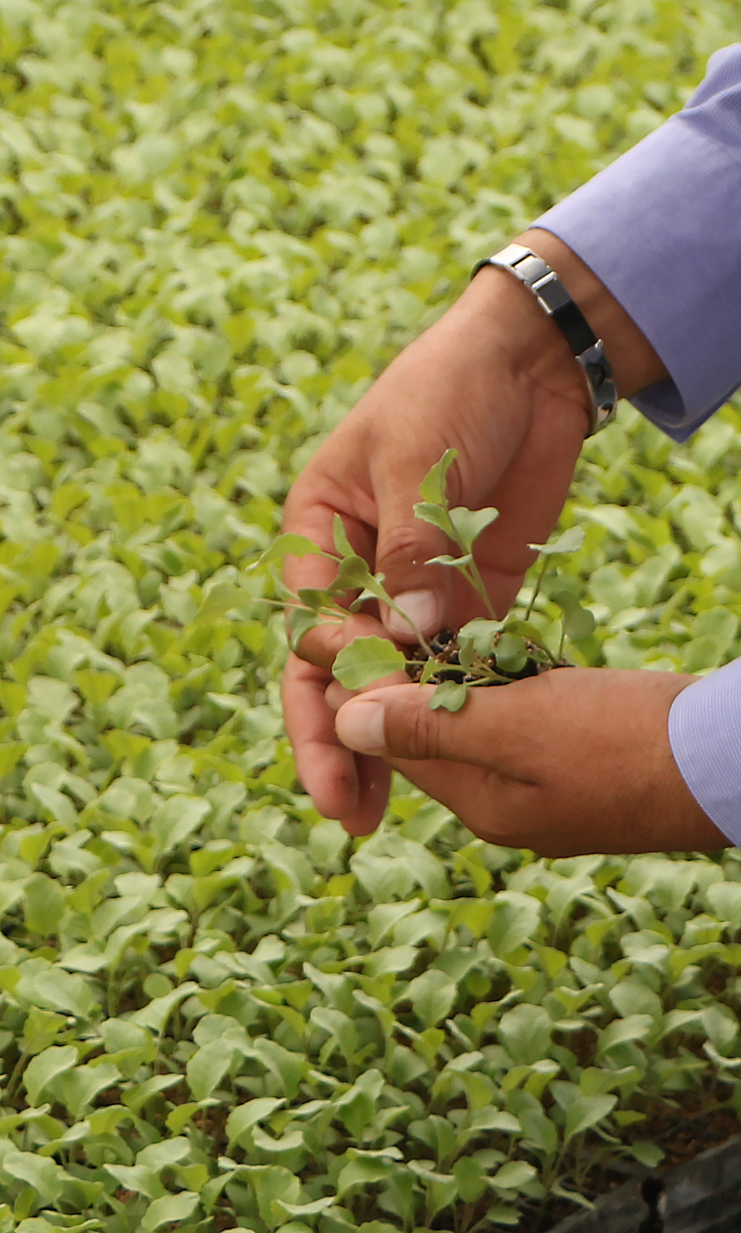 Aproveche las ventajas de los reguladores de crecimiento - Berger - ES